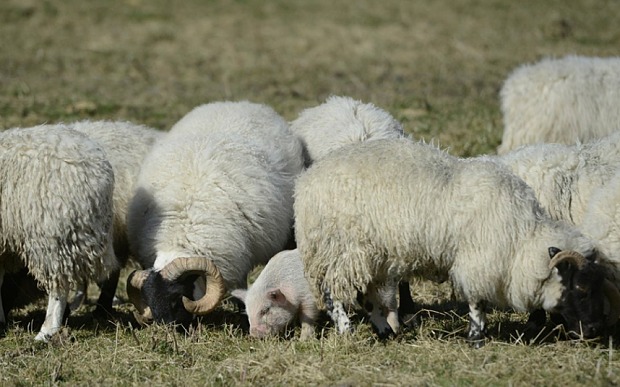 Derrkuci i cili mendon që është dele (Video) - Gazeta Online INSAJDERI