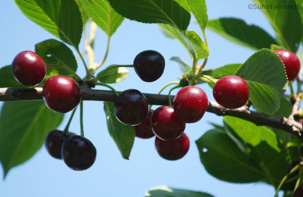Qershia, vlerat kuruese dhe ushqyese të saj