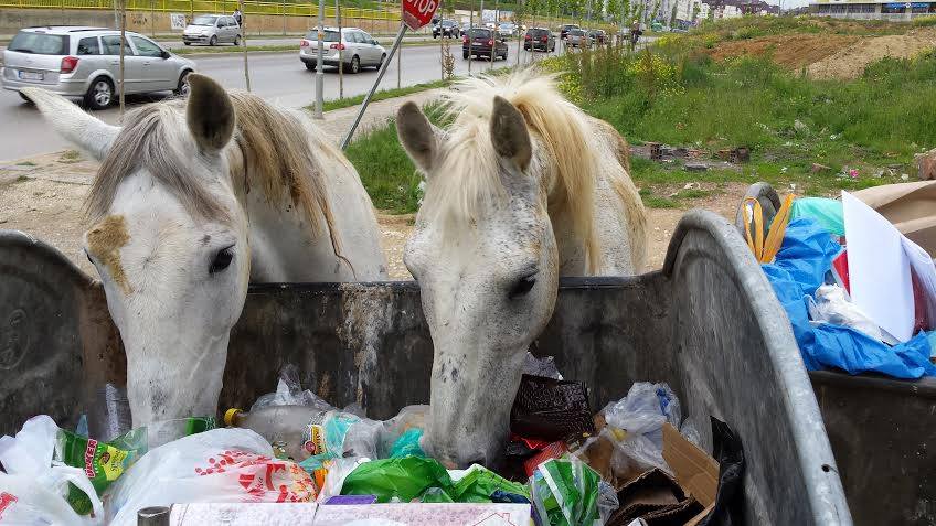 Kuajt pjesë e komunikacionit në Prishtinë - Gazeta Online INSAJDERI