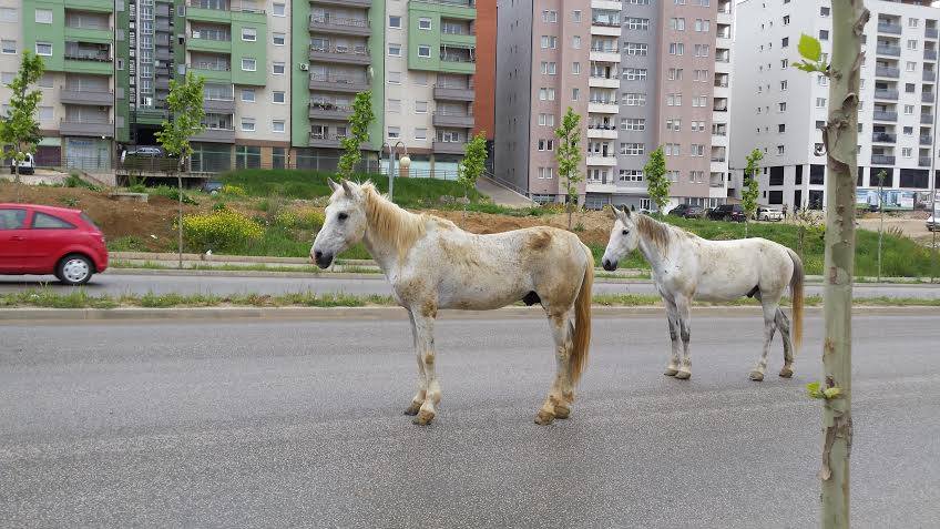 Kuajt pjesë e komunikacionit në Prishtinë - Gazeta Online INSAJDERI