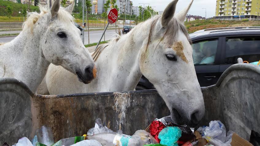 Kuajt pjesë e komunikacionit në Prishtinë - Gazeta Online INSAJDERI